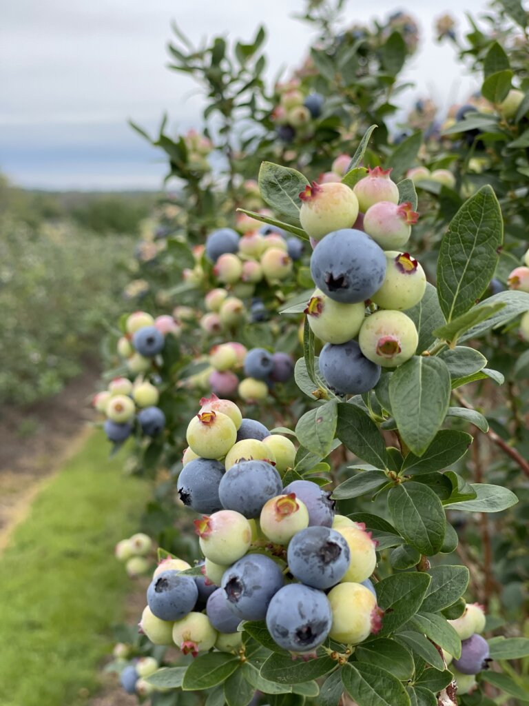 Fresh Picked: How to Choose, Store, Wash and Freeze Blueberries. - Wish ...
