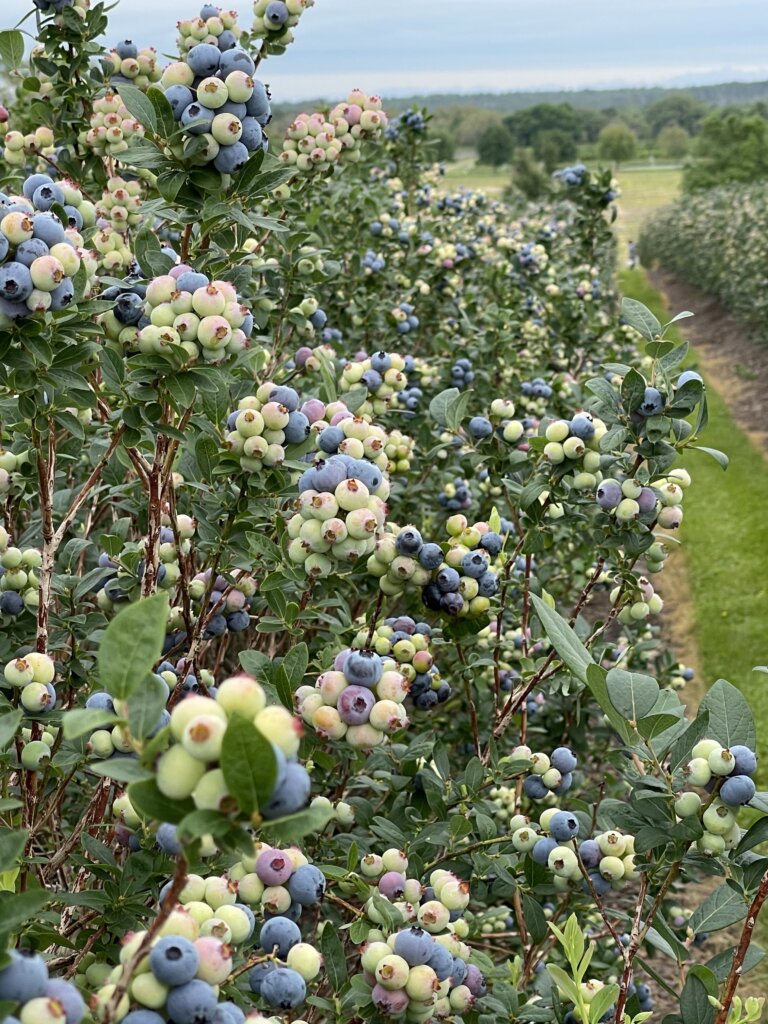 Fresh Picked: How to Choose, Store, Wash and Freeze Blueberries. - Wish ...