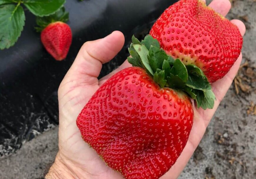 Have No Fear of the "Mega-Berry"! | Giant Strawberries | Wish Farms