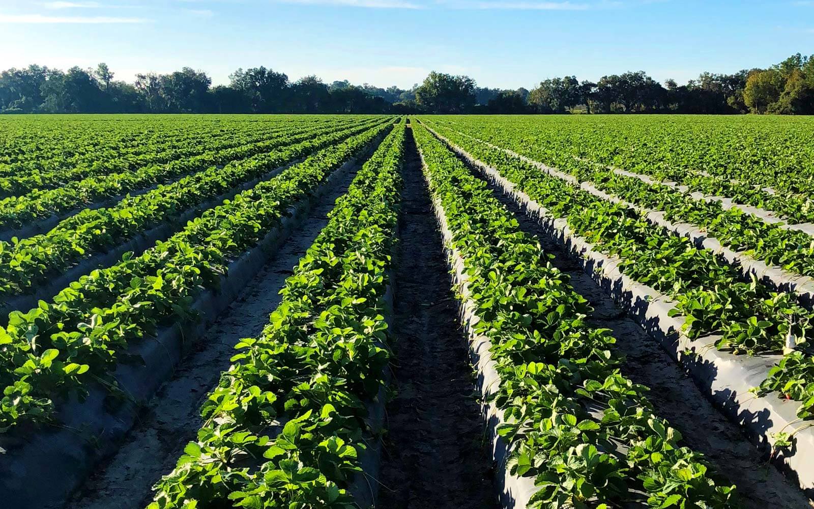 Food Safety Berries Wish Farms Florida Berry Grower