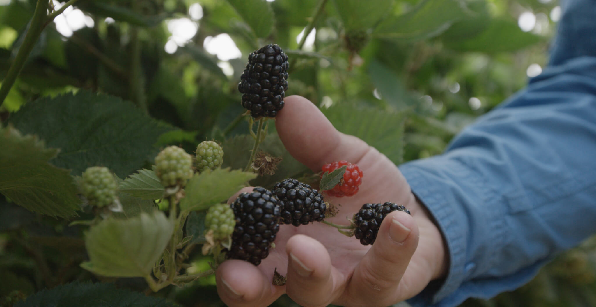 Berry Grower and Shipper since 1922 | The Wish Farm’s Story