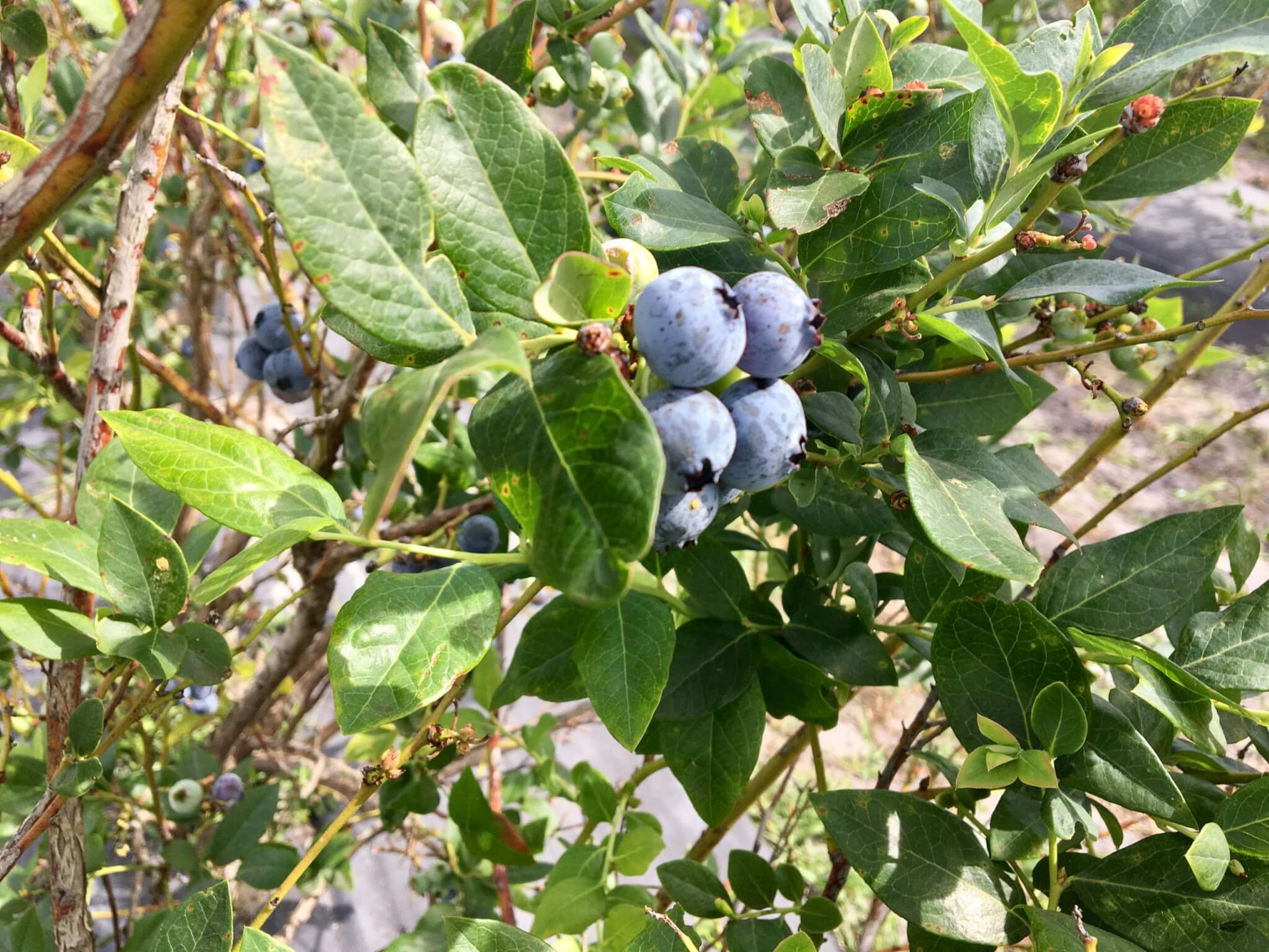 July is National Blueberry Month - Wish Farms