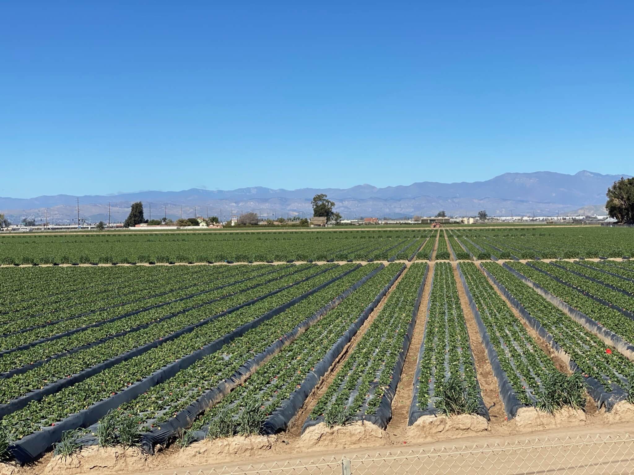 Wish Farms Expands Operation to Oxnard - Wish Farms