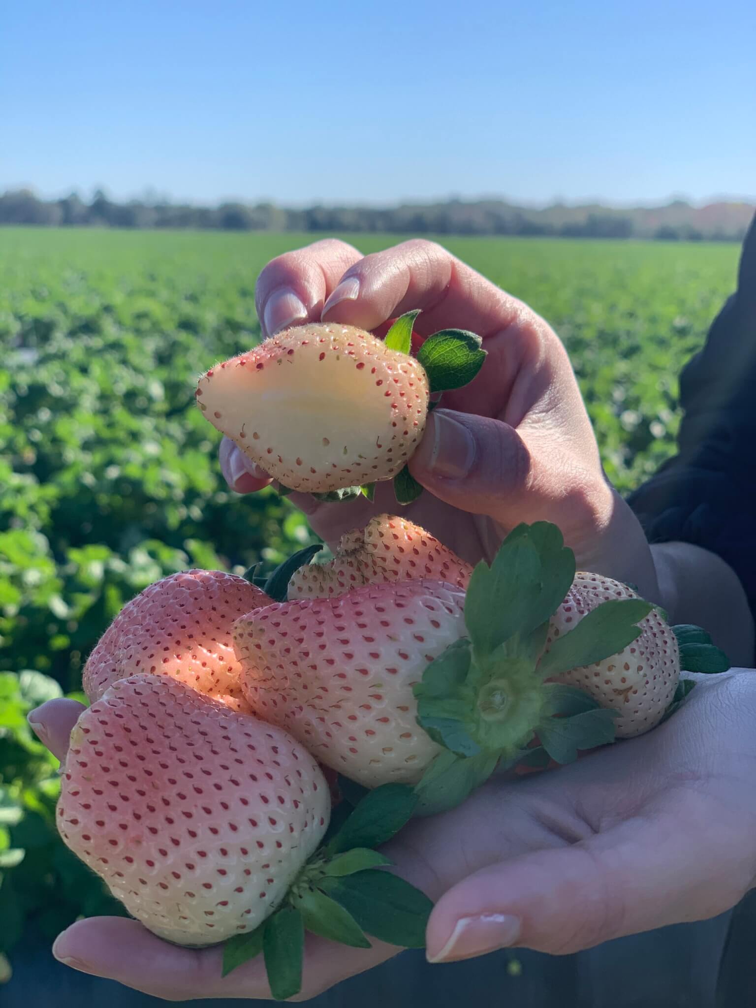 Pink-A-Boo, We Found You! | Wish Farms Pink-A-Boo Pineberries