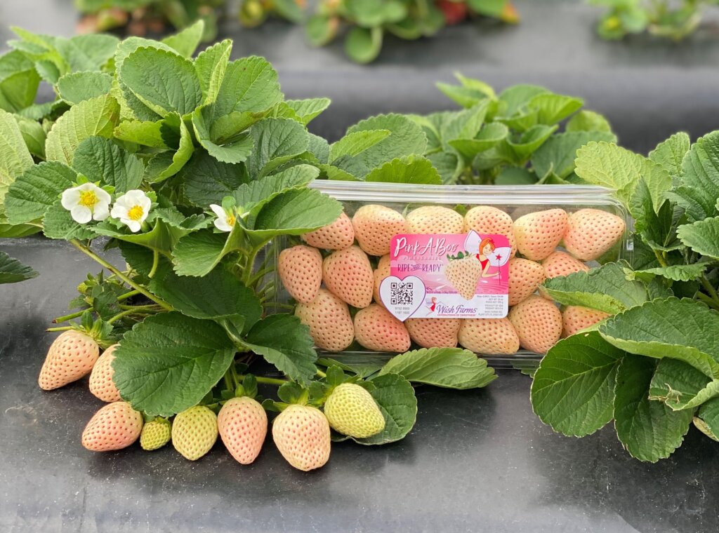 Pink-A-Boo, We Found You! | Wish Farms Pink-A-Boo Pineberries
