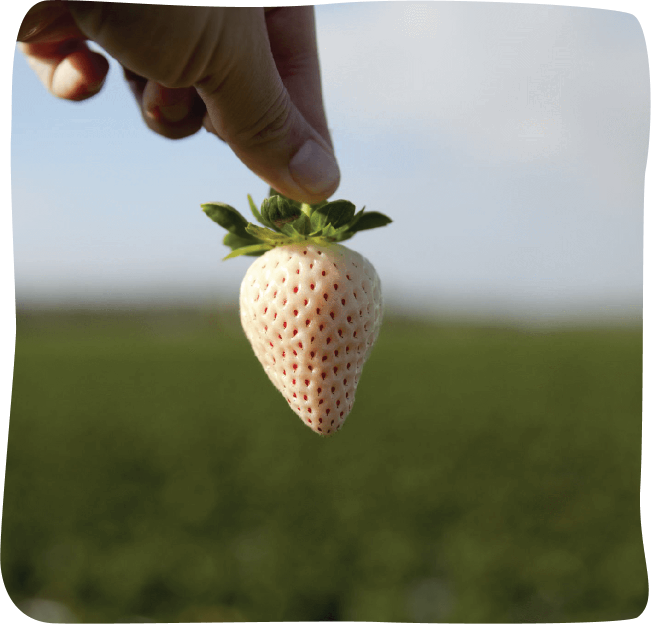 Wish Farms Introduces Pink-A-Boo® Pineberries - Wish Farms