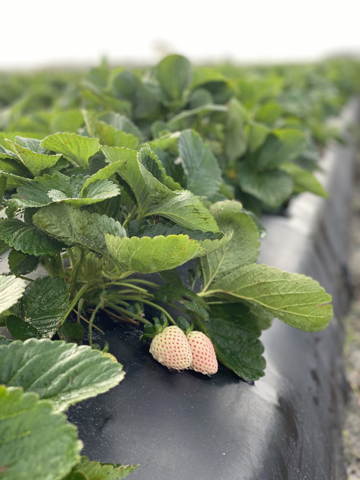 Wish Farms Introduces Pink-A-Boo® Pineberries - Wish Farms