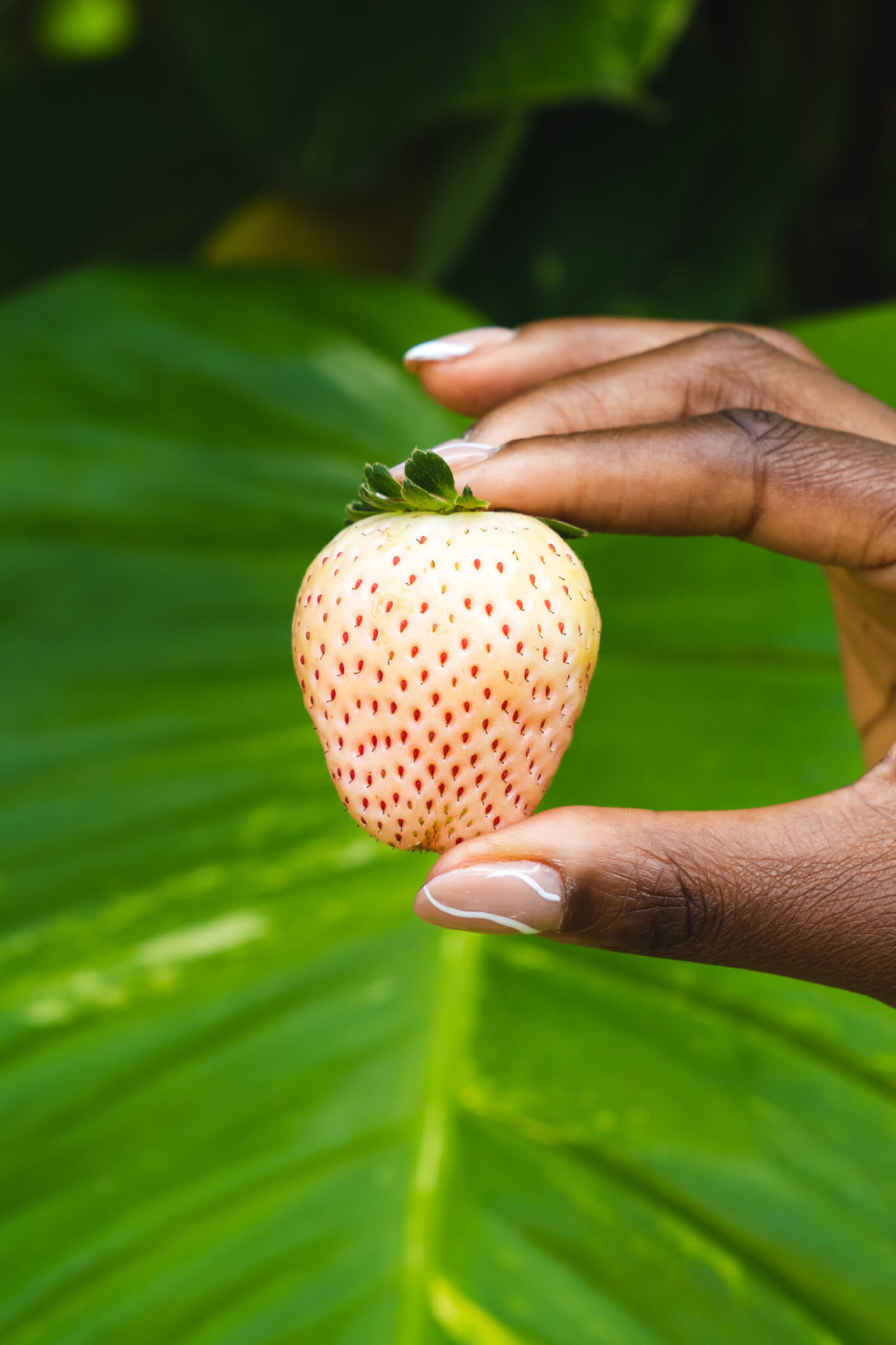 US News and World Report: Have You Tried Pineberries?