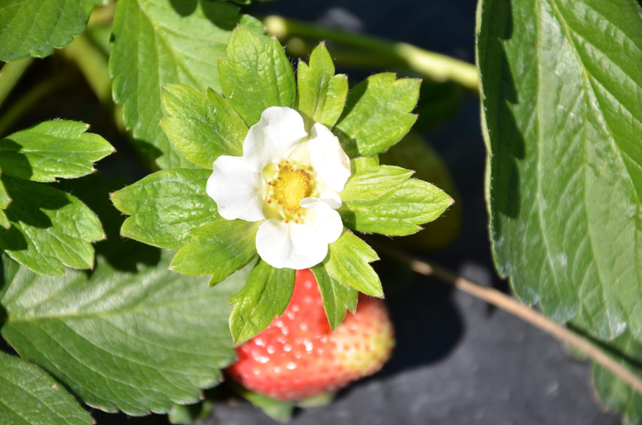 Strawberry Summer Crop Update - Wish Farms
