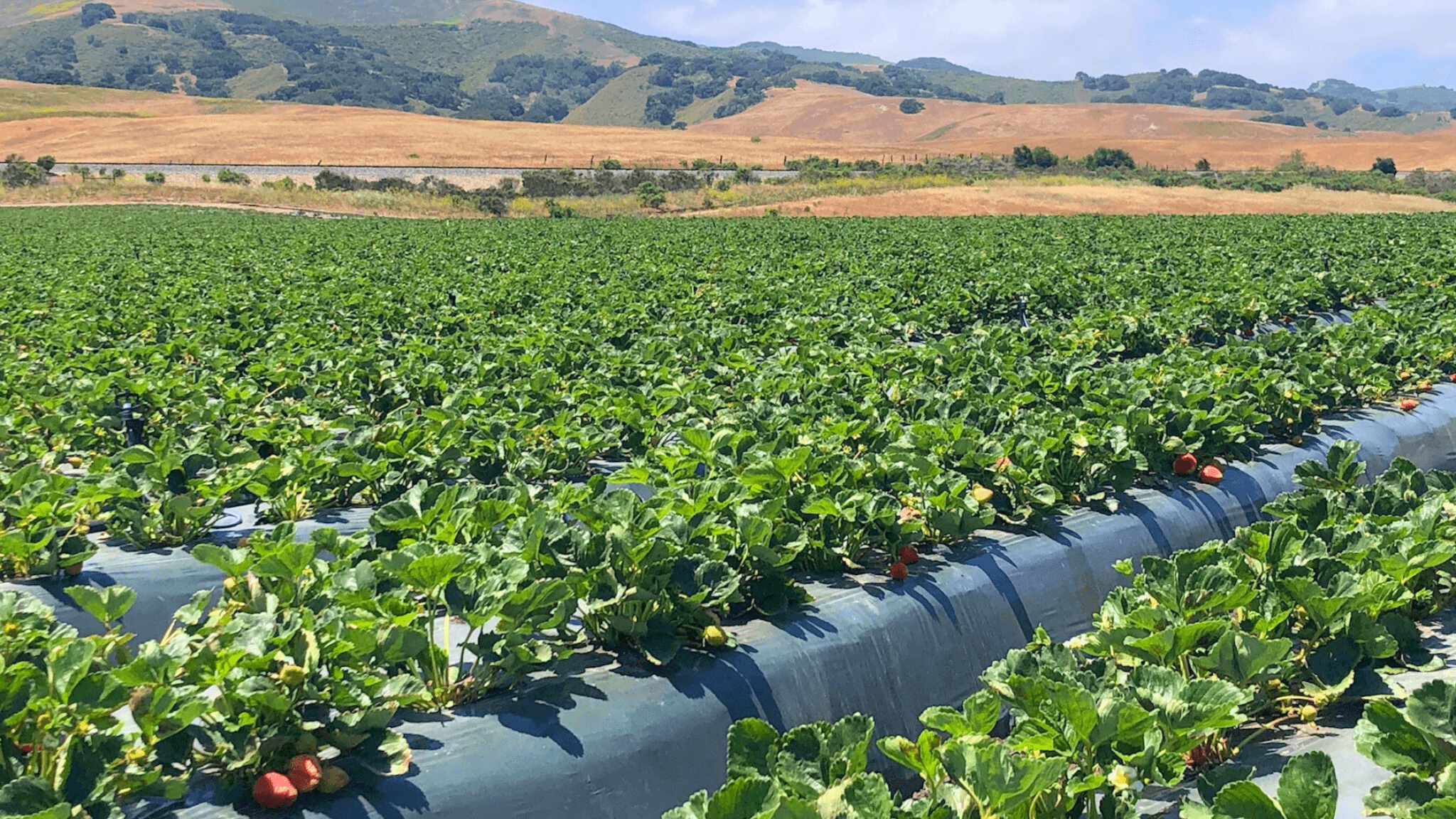 Our California Connection - Wish Farms