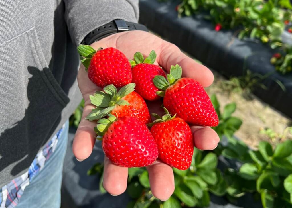 Berries in Bloom: Florida Strawberries are back! - Wish Farms